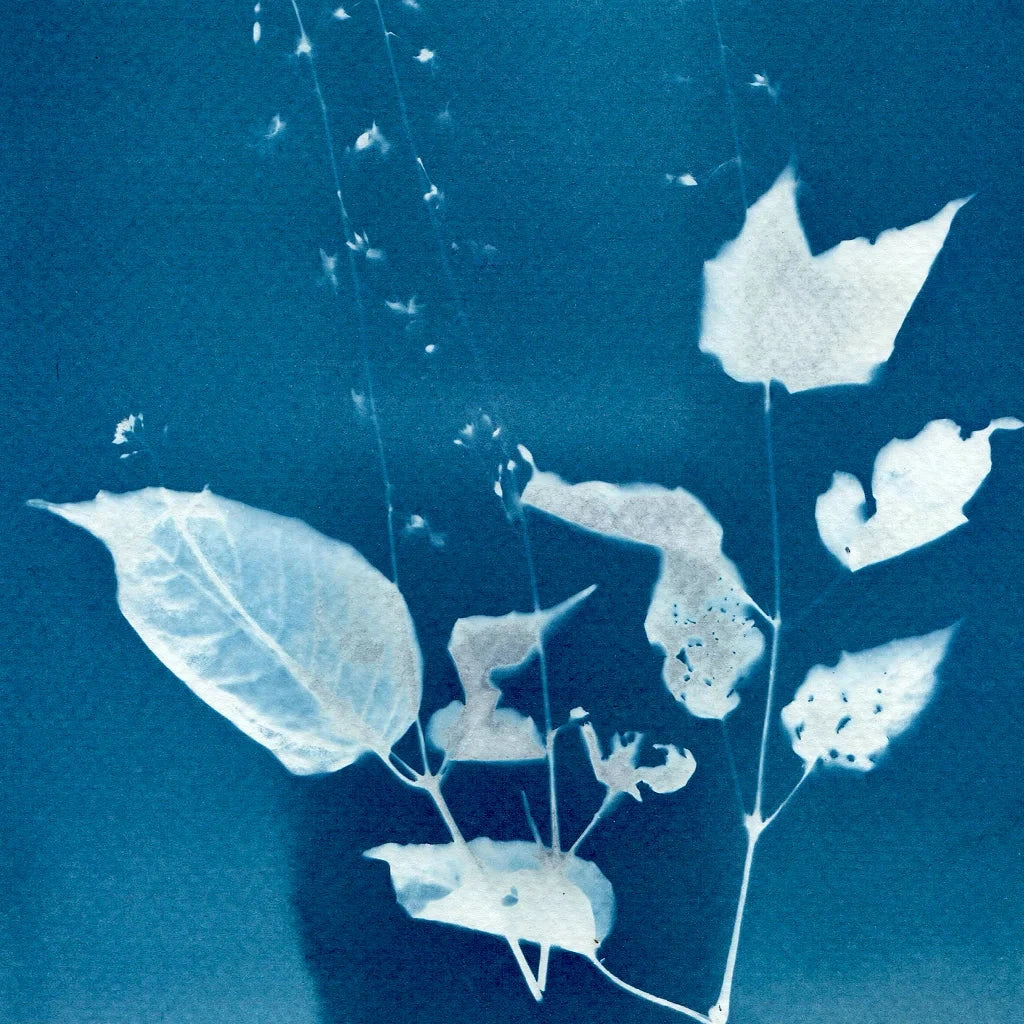Nocturnes - Classic Cyanotype Prints - watercolour paper | Indigorama